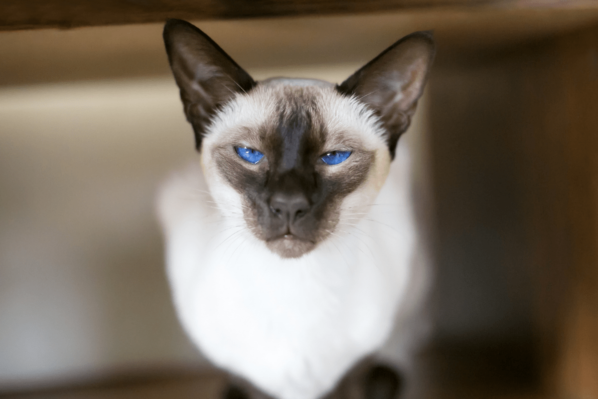 Siamese Cat Colors & Points: What Lilac, Seal & Others Look Like
