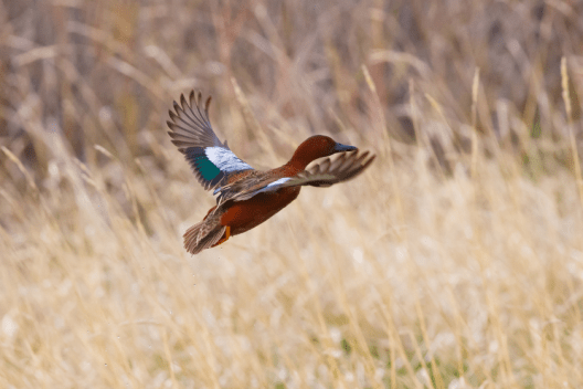 10 Most Popular Duck Species to Hunt