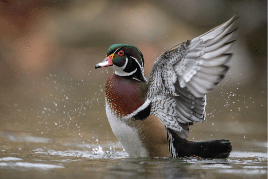 10 Most Popular Duck Species to Hunt