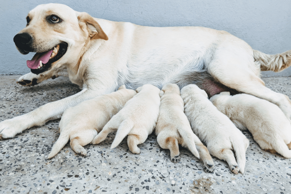 Dog Breeding Practices: Types, Ethical Questions & Misconceptions