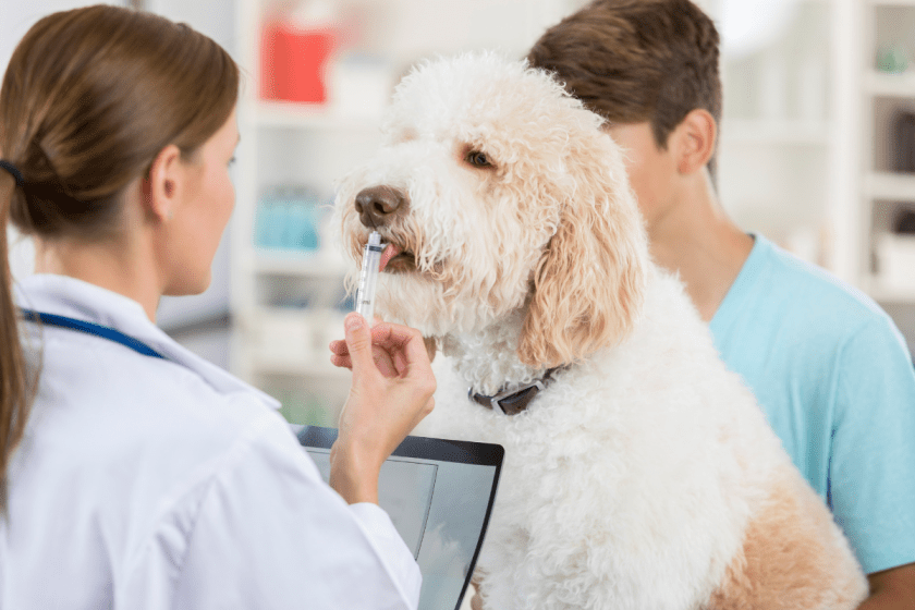Aspirin for Dogs: Benefits, Side Effects & Proper Uses