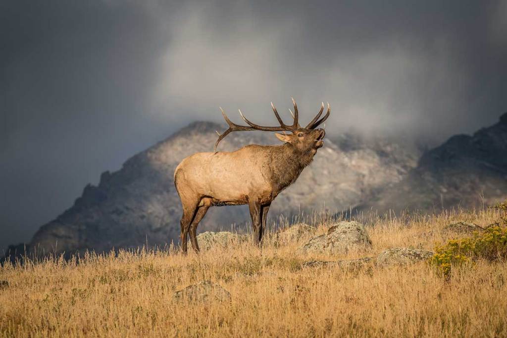 Facts About Elk: 8 Impressive Things You May Not Know - Wide Open Spaces