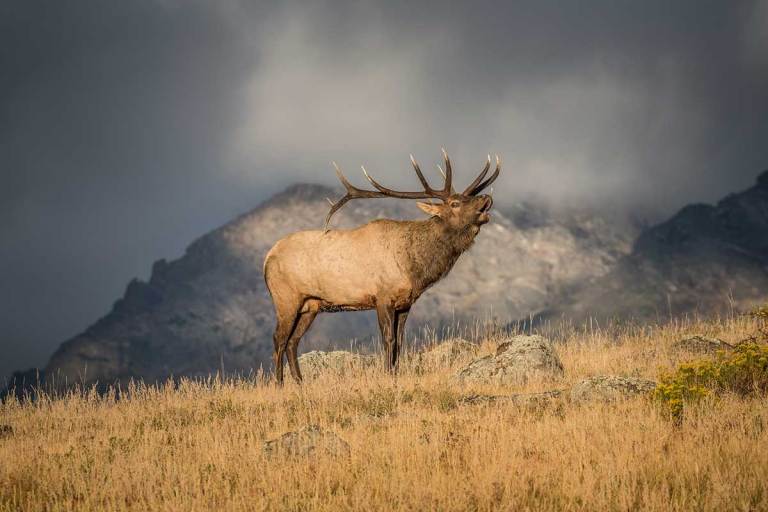 Facts About Elk: 8 Impressive Things You May Not Know - Wide Open Spaces