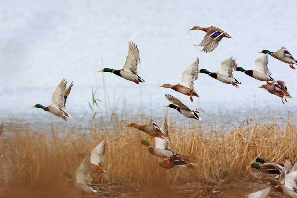 North American Waterfowl Grand Slam: All the Species Required
