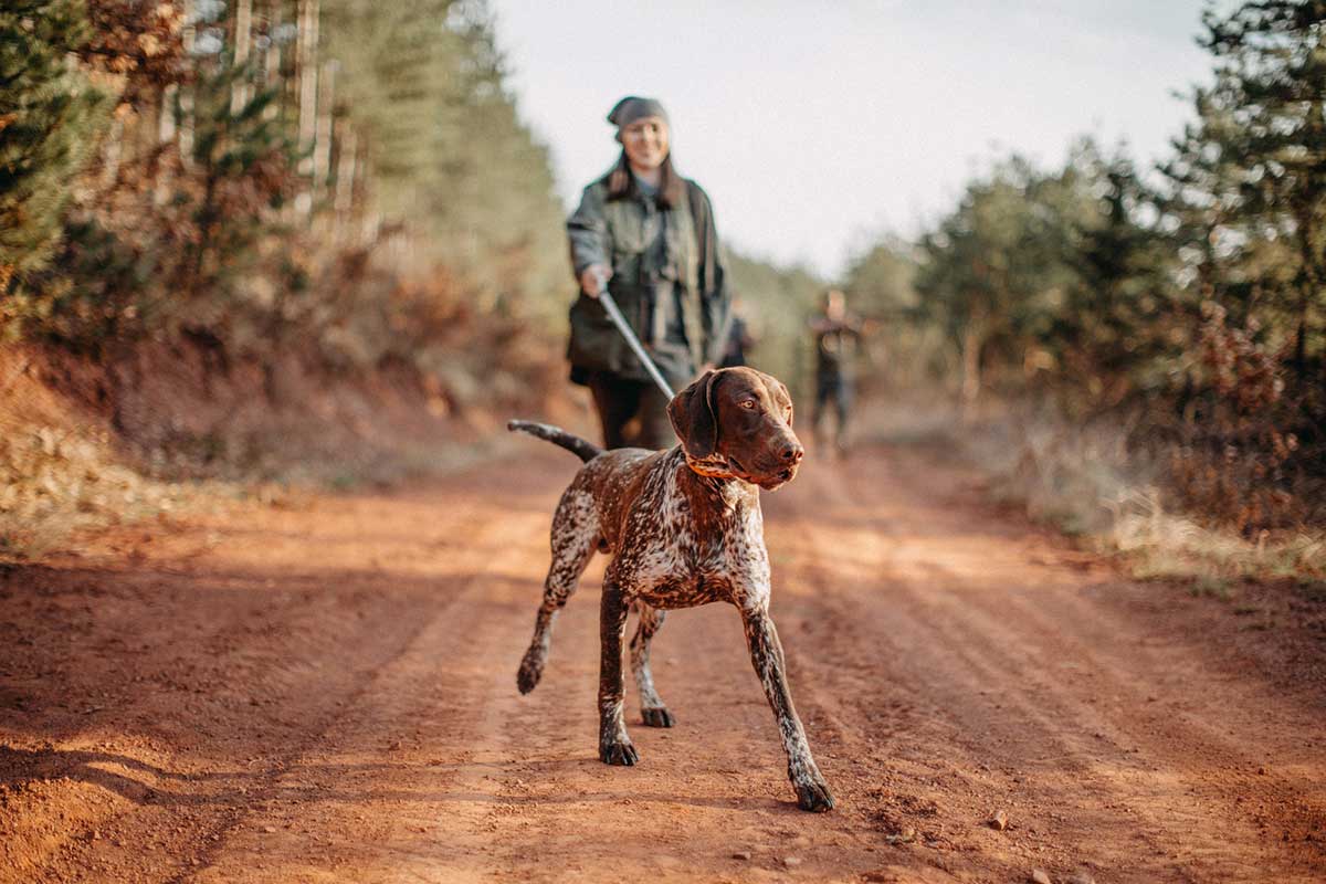 Hog Dogs: The Best Breeds for Hog Hunting - Wide Open Spaces
