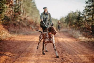 Bear Hunting Dogs: How to Choose the Perfect Breed for a Hunt