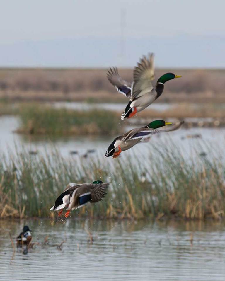 North American Waterfowl Grand Slam: All the Species Required