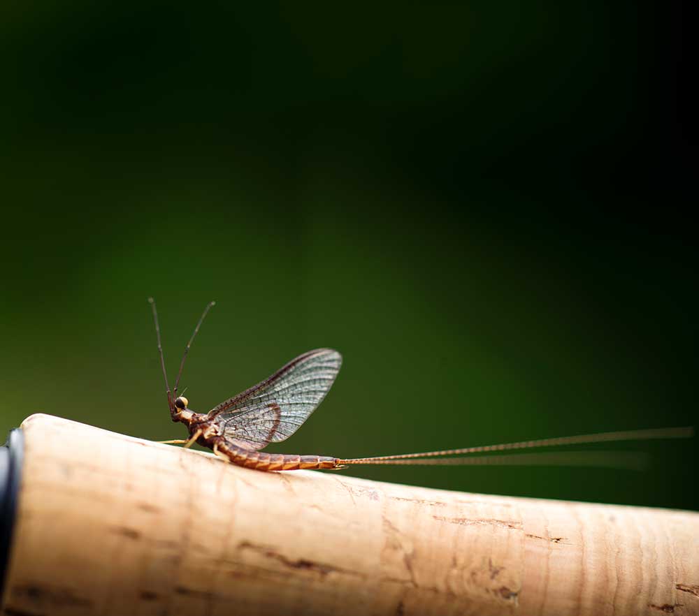 3 Common Insect Hatches and How to Fish Them - Wide Open Spaces