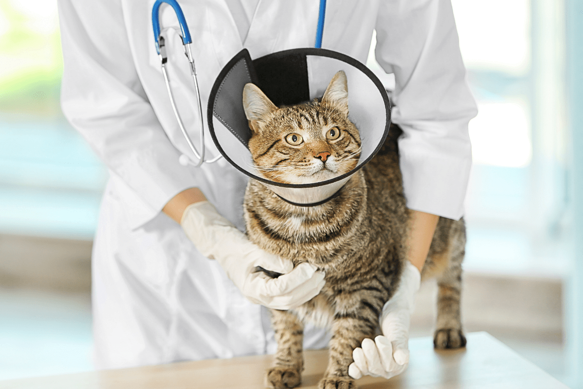 Spay And Neuter Care: Before & After Tips Ahead of Surgery