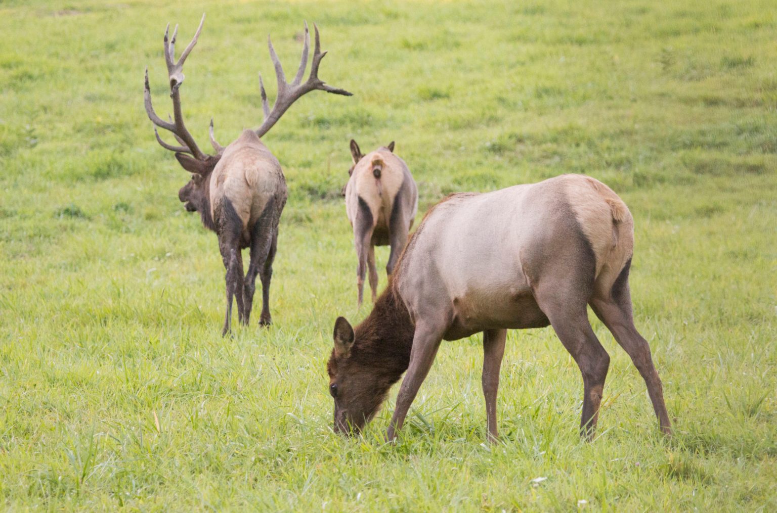 Facts About Elk: 8 Impressive Things You May Not Know - Wide Open Spaces