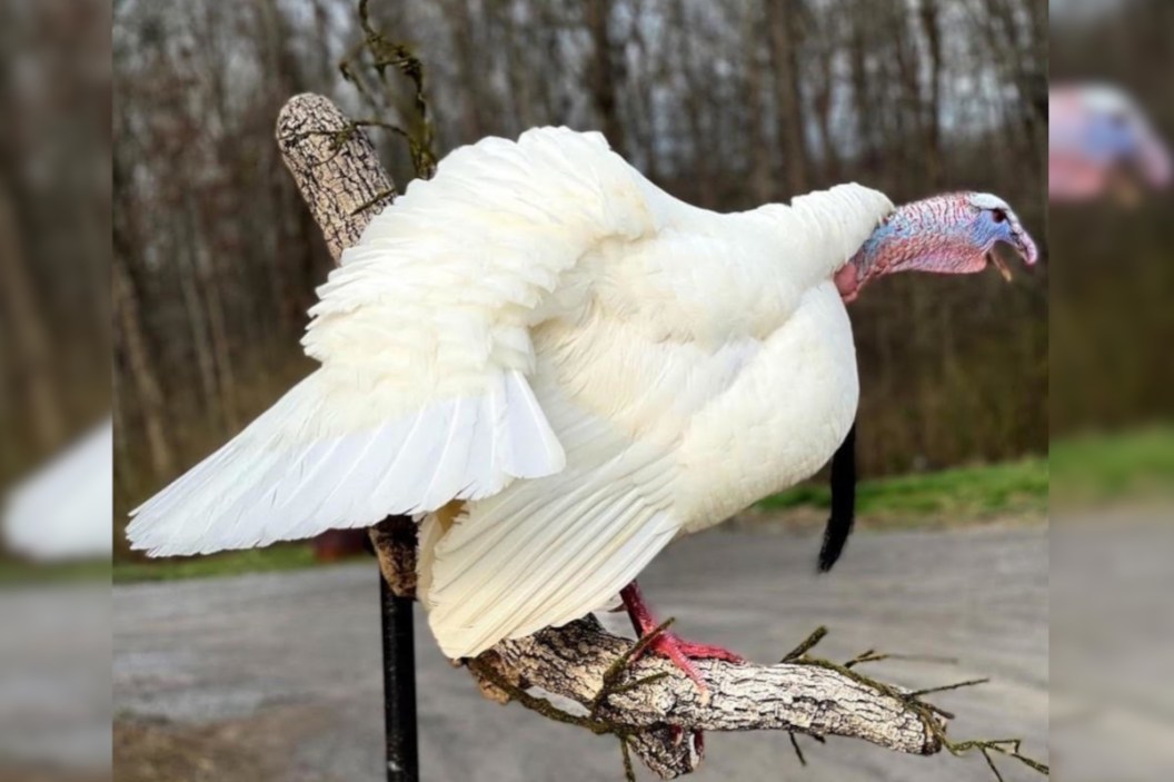 9-Year-Old's First Gobbler Is a Rare Albino Turkey - Wide Open Spaces