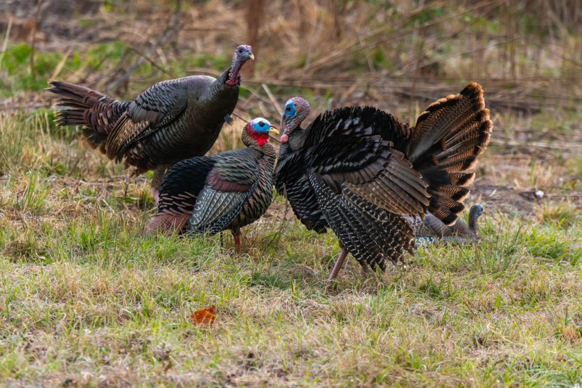13 Turkey Hunting Tips for Better Success This Spring