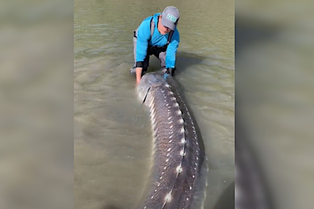 Guide Catches 10-Foot, 600-Pound White Sturgeon on BC's Fraser River