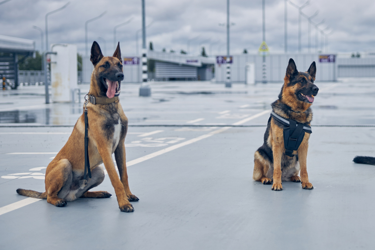 Belgian Shepherd Vs German Shepherd