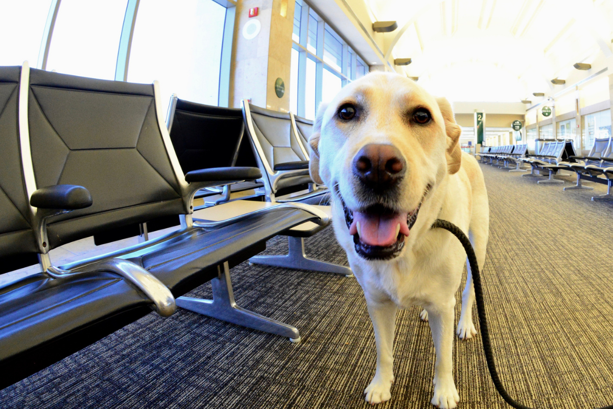 Flying With Dogs: 5 Key Items Owners Need to Have Handy