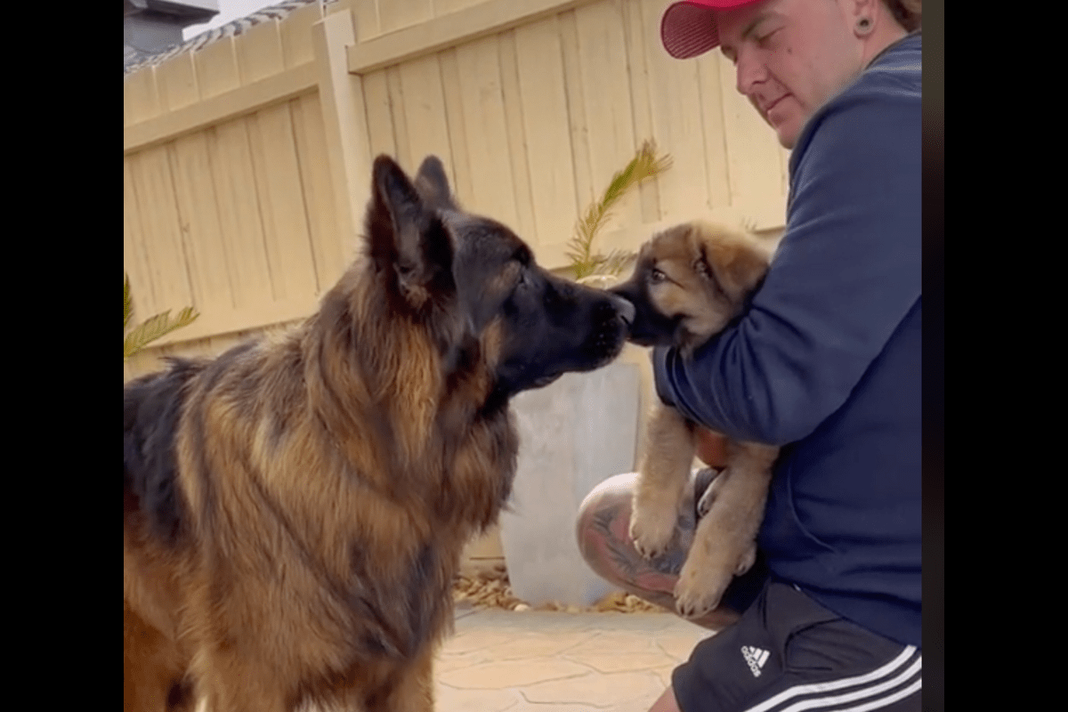 Watch a German Shepherd Meet a New Puppy Pal In This Adorable Video