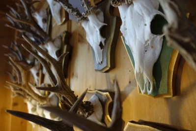 Euro Mounts: How to Clean a Deer Skull Yourself