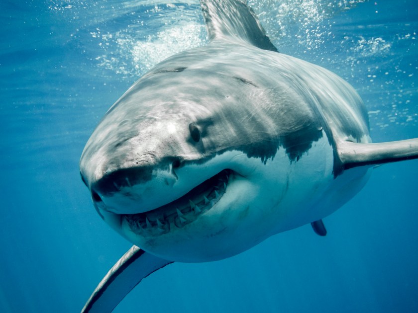 World-Record Great White Shark: How Was It Caught?