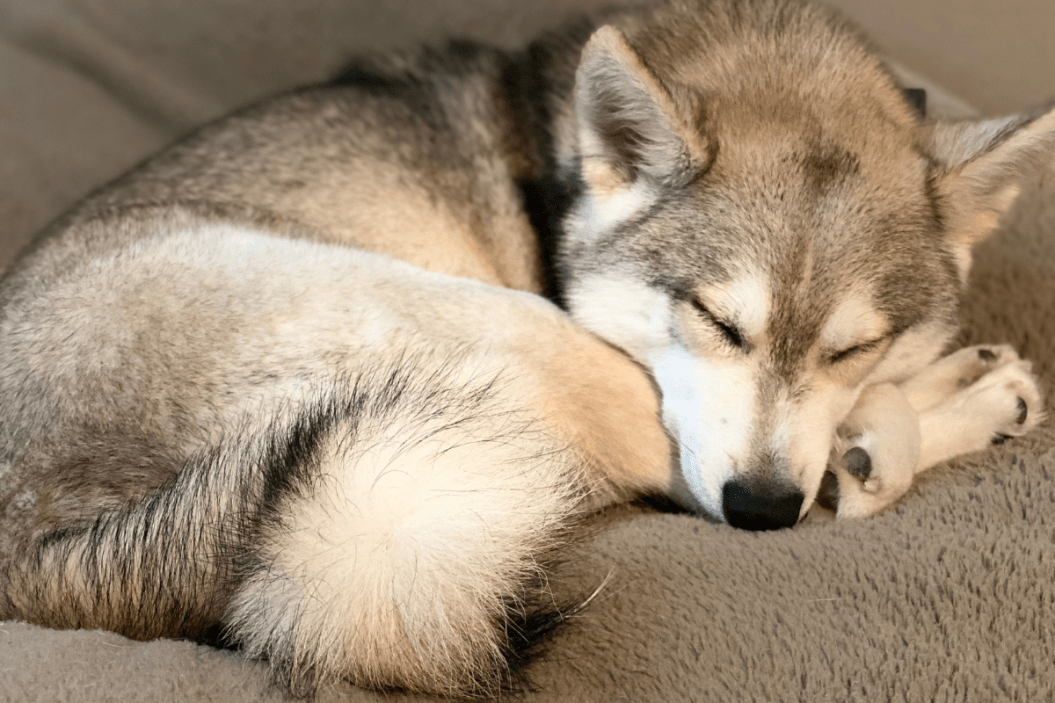 Splooting: Why Dogs Do It + Pictures That Prove It's Too Dang Cute