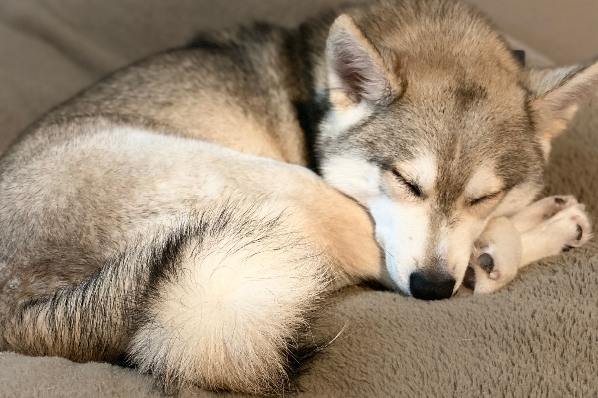 Washington Ends Breed-Wide Dog Bans Across the State