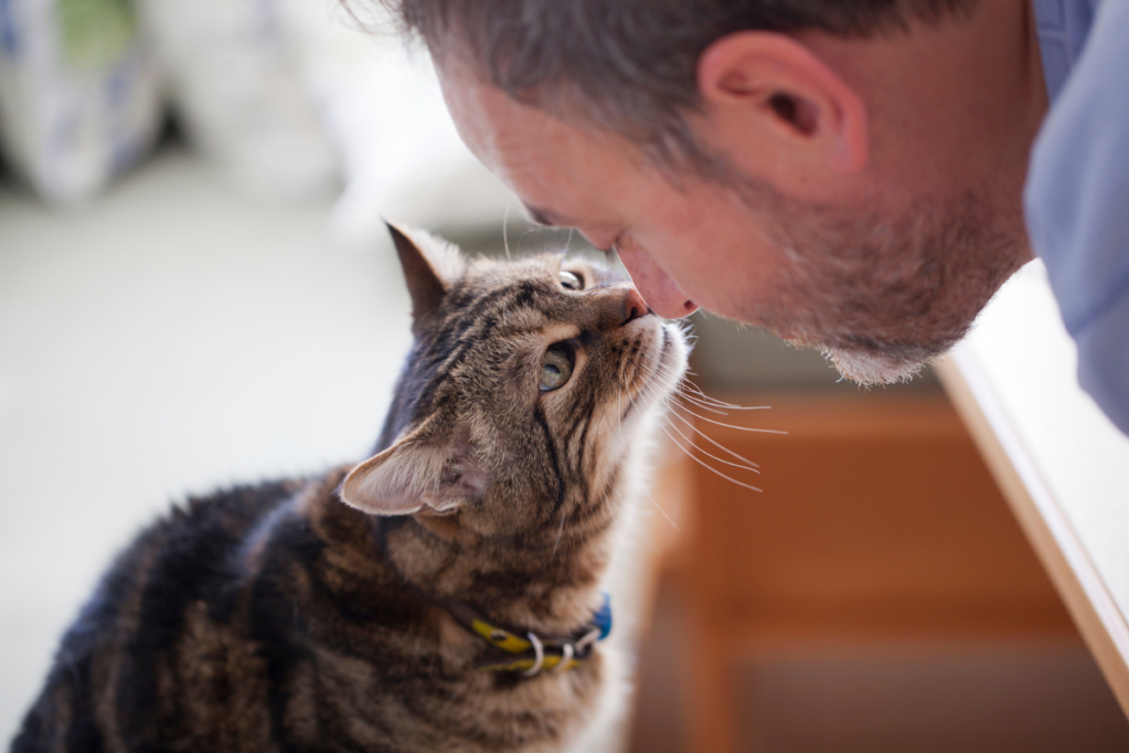 Affectionate Cat Breeds Make the Perfect Family Cat, Even for Dog Lovers