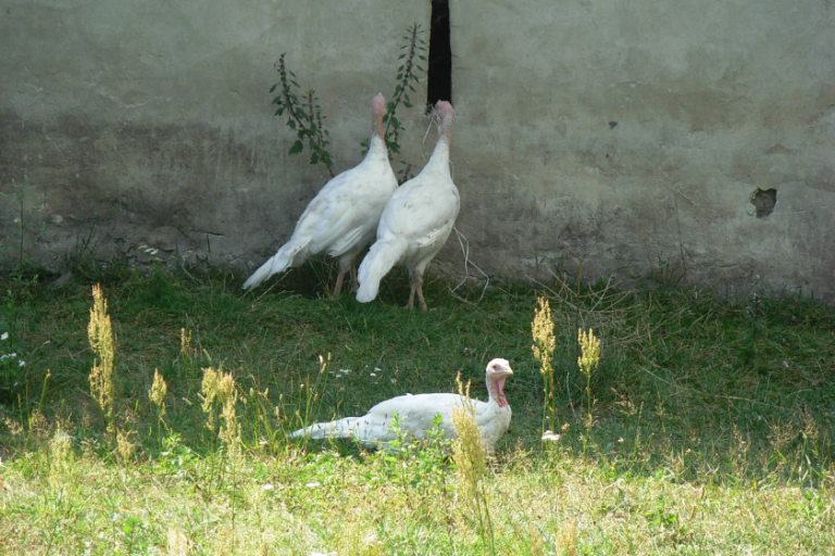 White Wild Turkey: What Causes the Rare Color Phase?