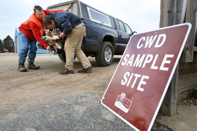 Deer Baiting Ethics: Weighing the Pros and Cons - Wide Open Spaces