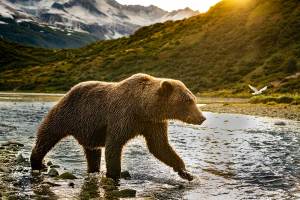 North American Game Animals: 12 Species for Your Bucket List
