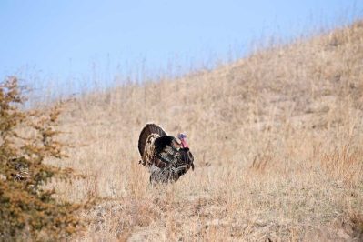 20 Most Hunter-Friendly States - Best States for Hunting