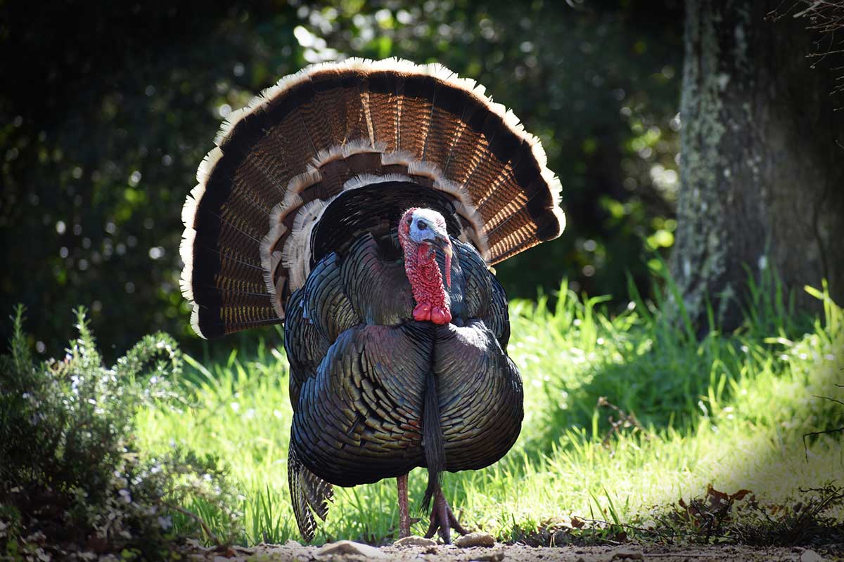 How to Find the Perfect Turkey Roosts - Wide Open Spaces