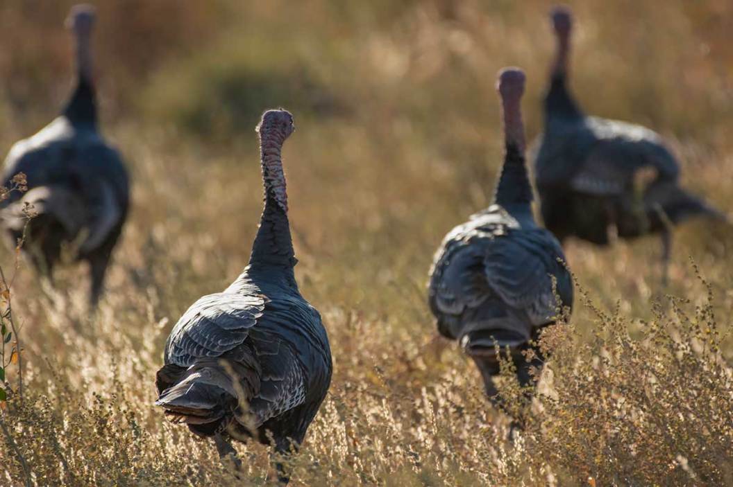 Wild Turkey Sounds to Master Before Your Next Hunt