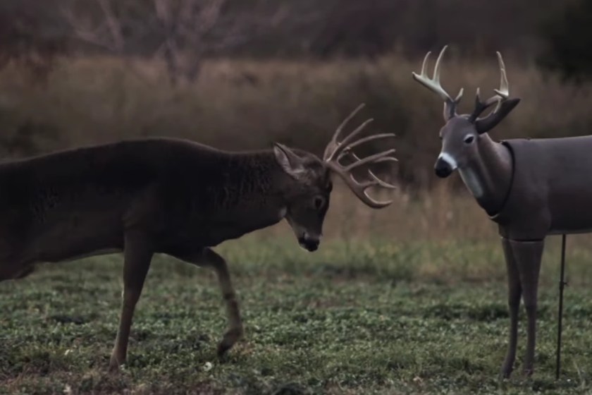 Young Buck Tries to Make It With Decoy, Ends Up Knocking Its Head Off ...