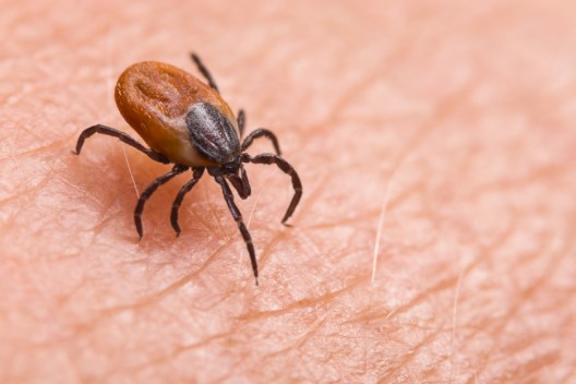 8 Popular Tick Myths Busted By an Expert on the Subject