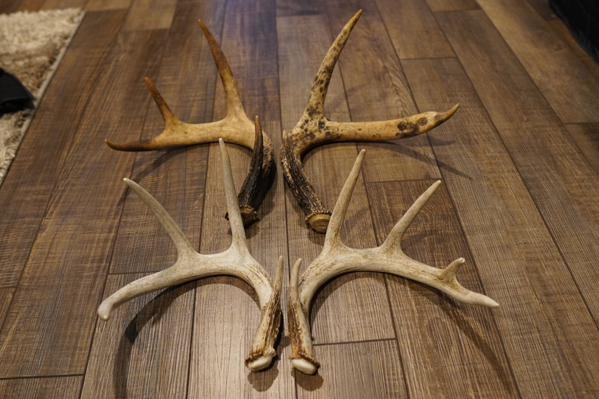 How to Match Up a Shed Antler With Its Missing Side