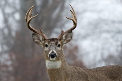 Pennsylvania Deer Hunting Regulations, Seasons and Best Public Hunts