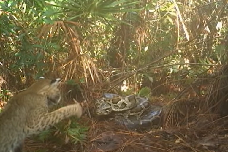 Python vs Bobcat: Big Cat and Invasive Snake Have Face Off Over Eggs ...