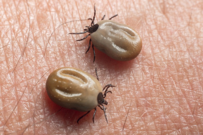 7 Tick-Borne Diseases in Humans That Can Surface After a Tick Bite