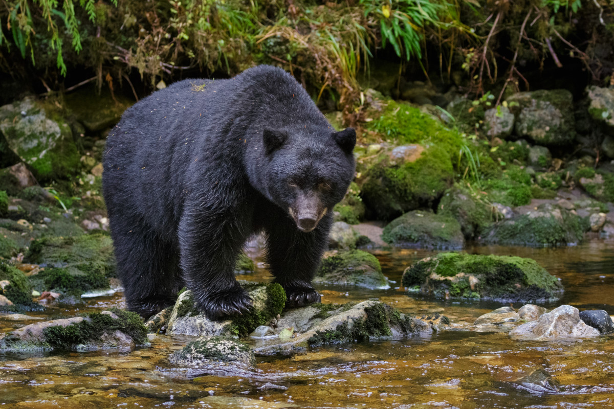 Spring Washington Black Bear Hunt Cancelled Again Amid Controversy