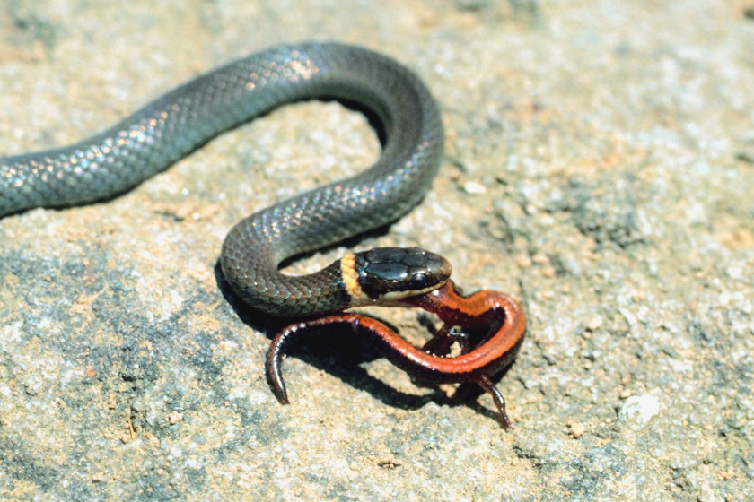 What Snakes Eat: The Unique and Varied Diets of the World's Serpents