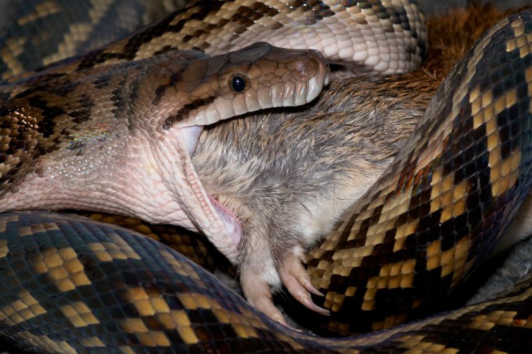 What Snakes Eat: The Unique and Varied Diets of the World's Serpents