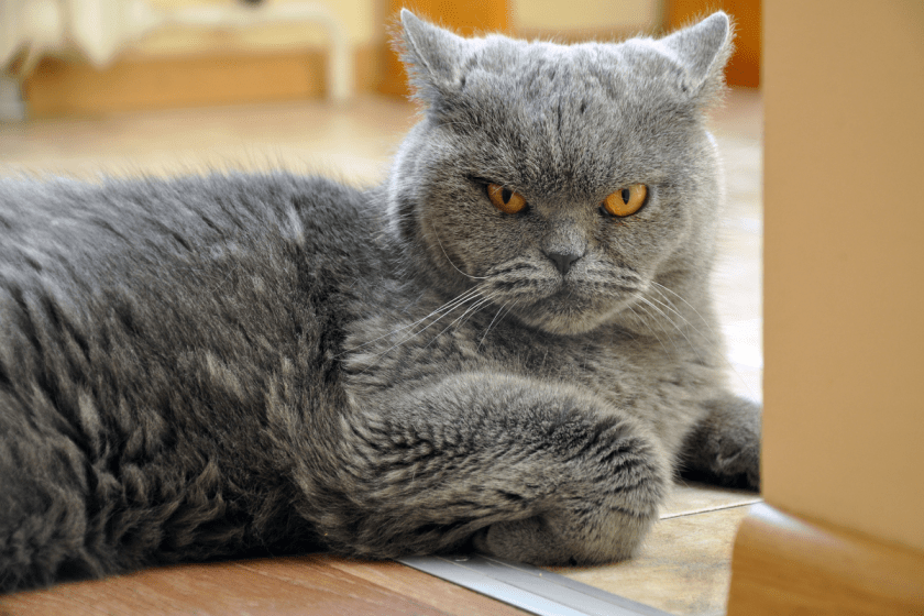 10 Meanest Cat Breeds Known for Their Aggressive Personalities