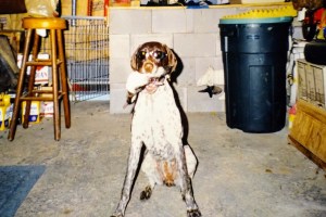 Sam the Hunting Dog Gets One Last Retrieve Before Retiring - Wide Open ...