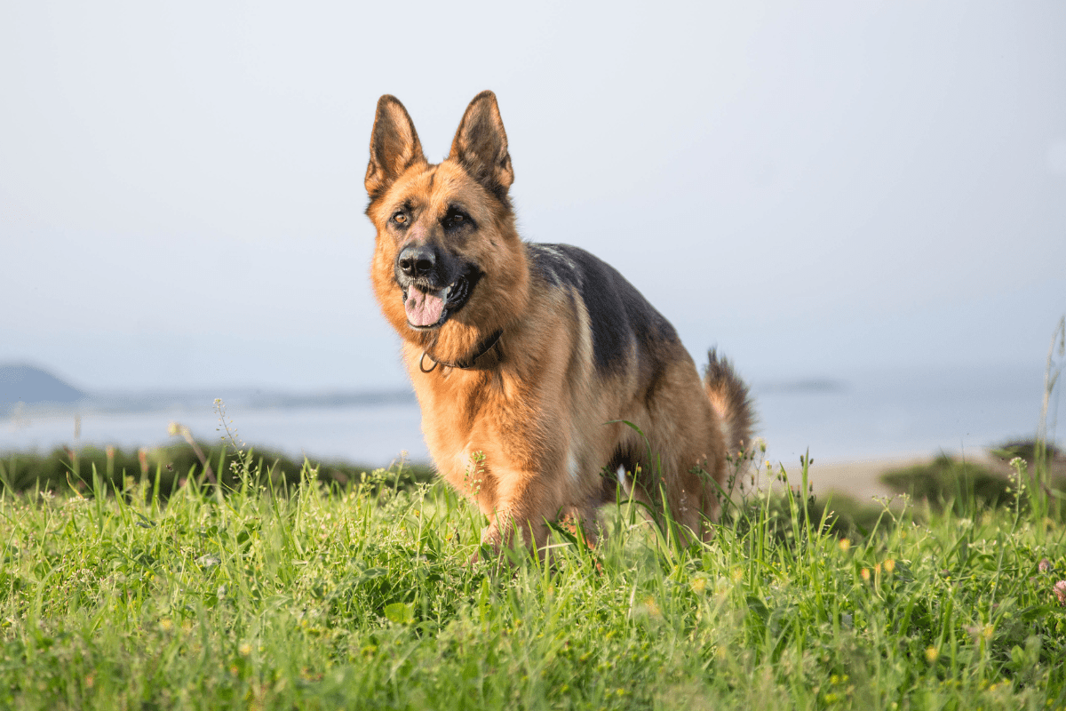 German Shepherd Facts - What to Know About German Shepherds