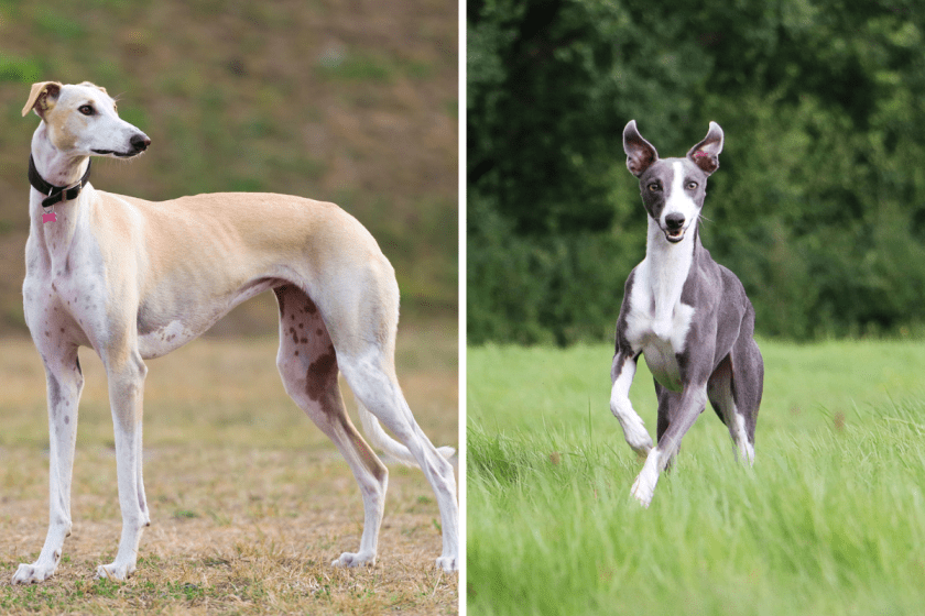 Whippet vs Greyhound: Everything to Know About the Breeds