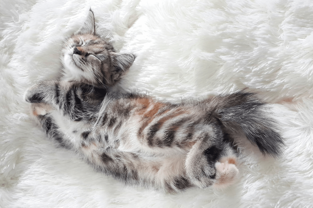 10 Fluffy Cat Breeds That Are Perfect for Snuggling