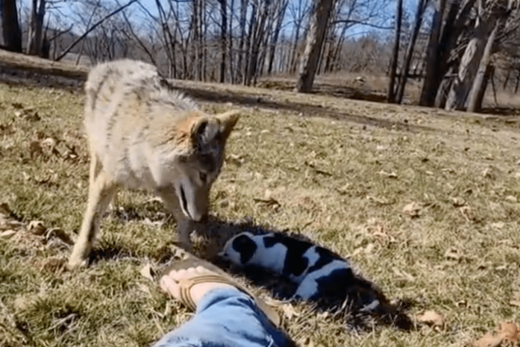 What Coyote's Sound Like & What Different Sounds Mean