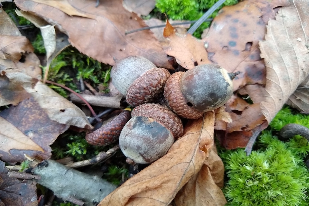 Many Edible Plants Found in New York State