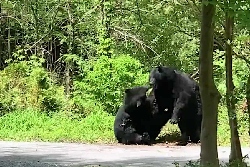 Two Bears Have Knockdown Fight Near Tennessee Rental Cabins