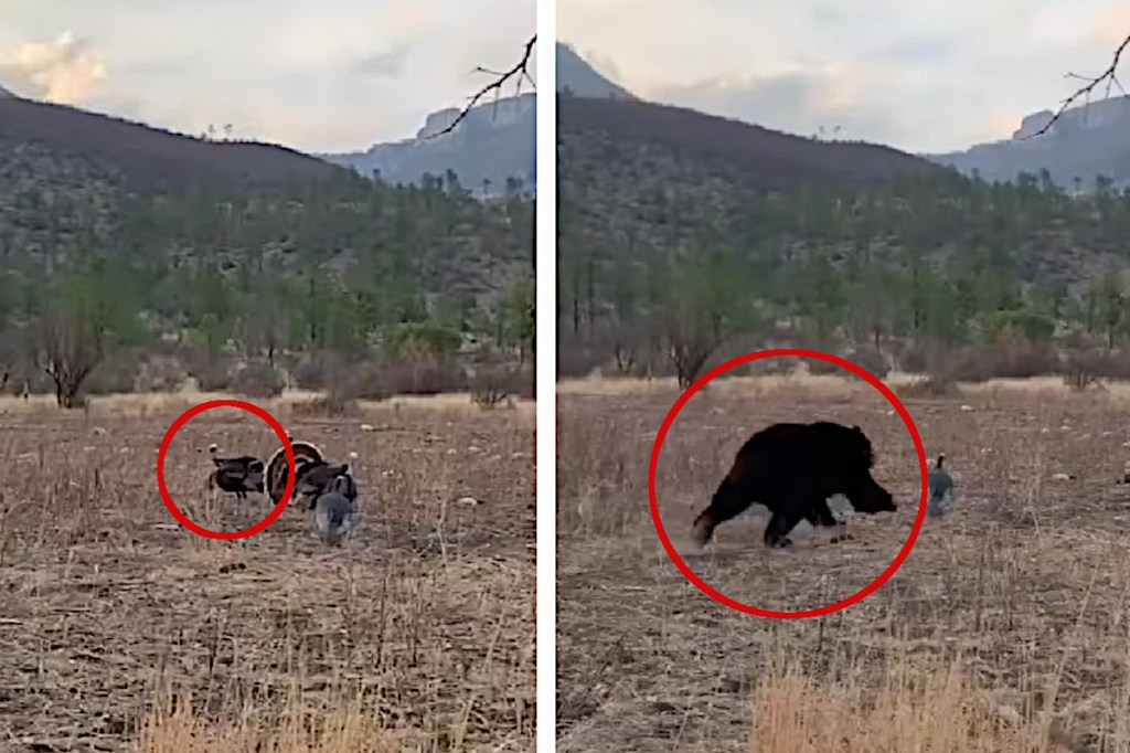 26 Turkey Kill Shots in 2 Minutes Should Be Enough to Get You Pumped ...
