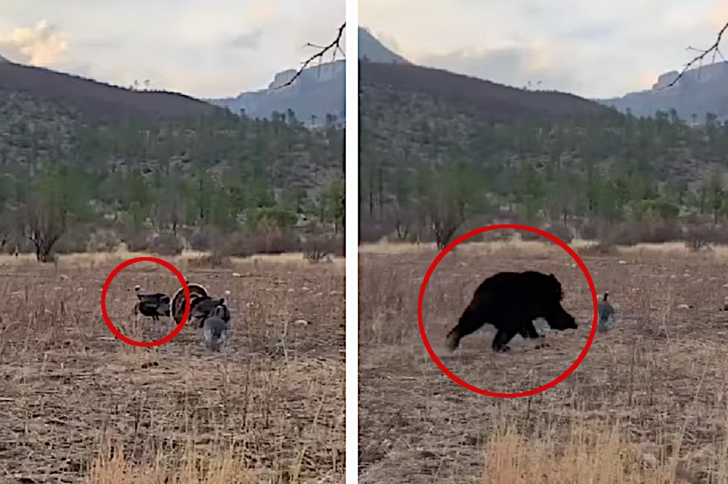 Watch This Turkey Explode from 5 Yards Away - Wide Open Spaces